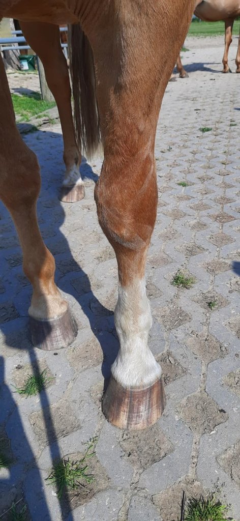 Angelaufene Beine Pferd Fellwechsel